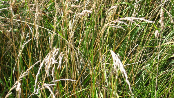 Exotic Herbaceous Plants
