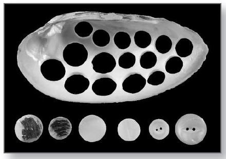 Wild About Illinois Mussels!